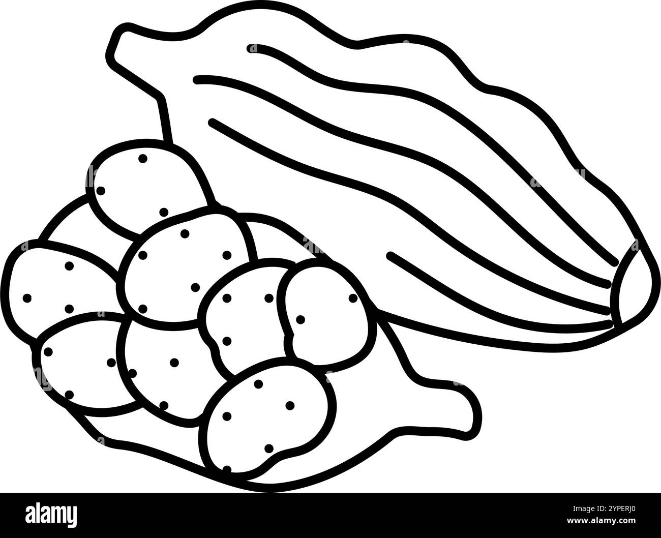 cardamom pods ayurvedic herb line icon vector illustration Stock Vector ...