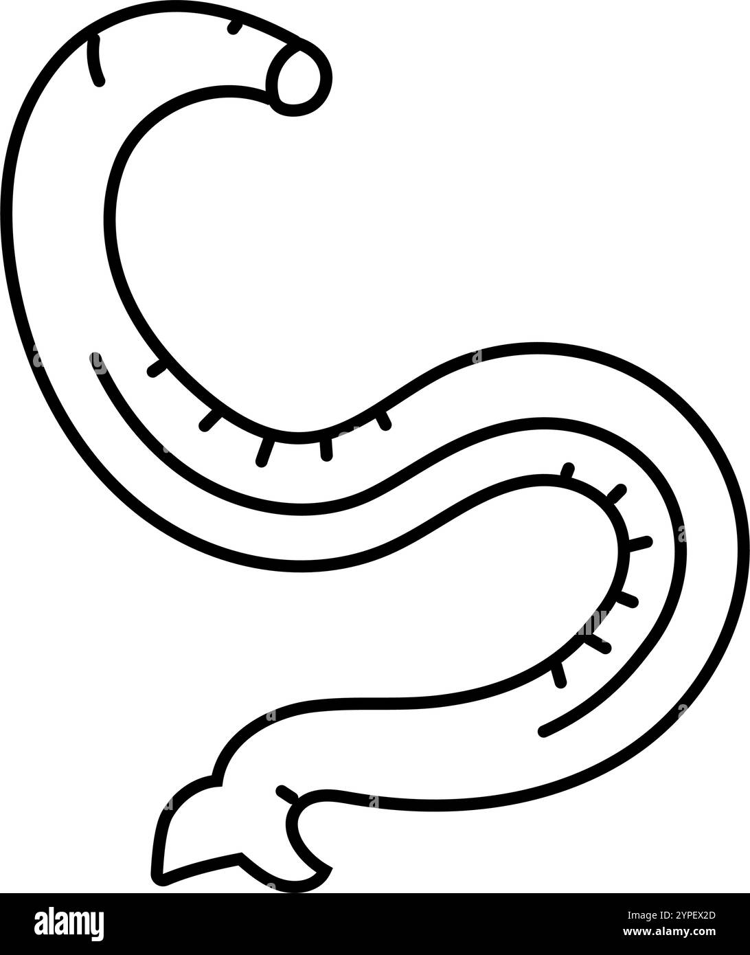 hookworm parasite line icon vector illustration Stock Vector Image ... hookworm parasite line icon vector illustration Stock Vector Image ...