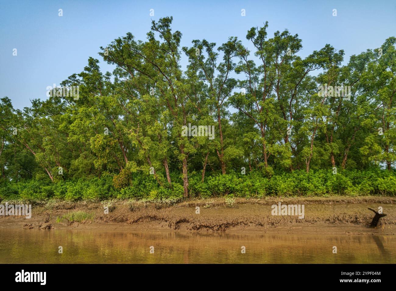 World largest mangrove forest Sundarbans, famous for the Royal Bengal ...