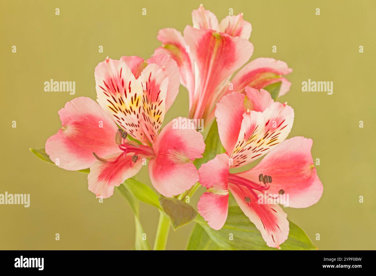 Alstroemeria lilies hi-res stock photography and images - Alamy