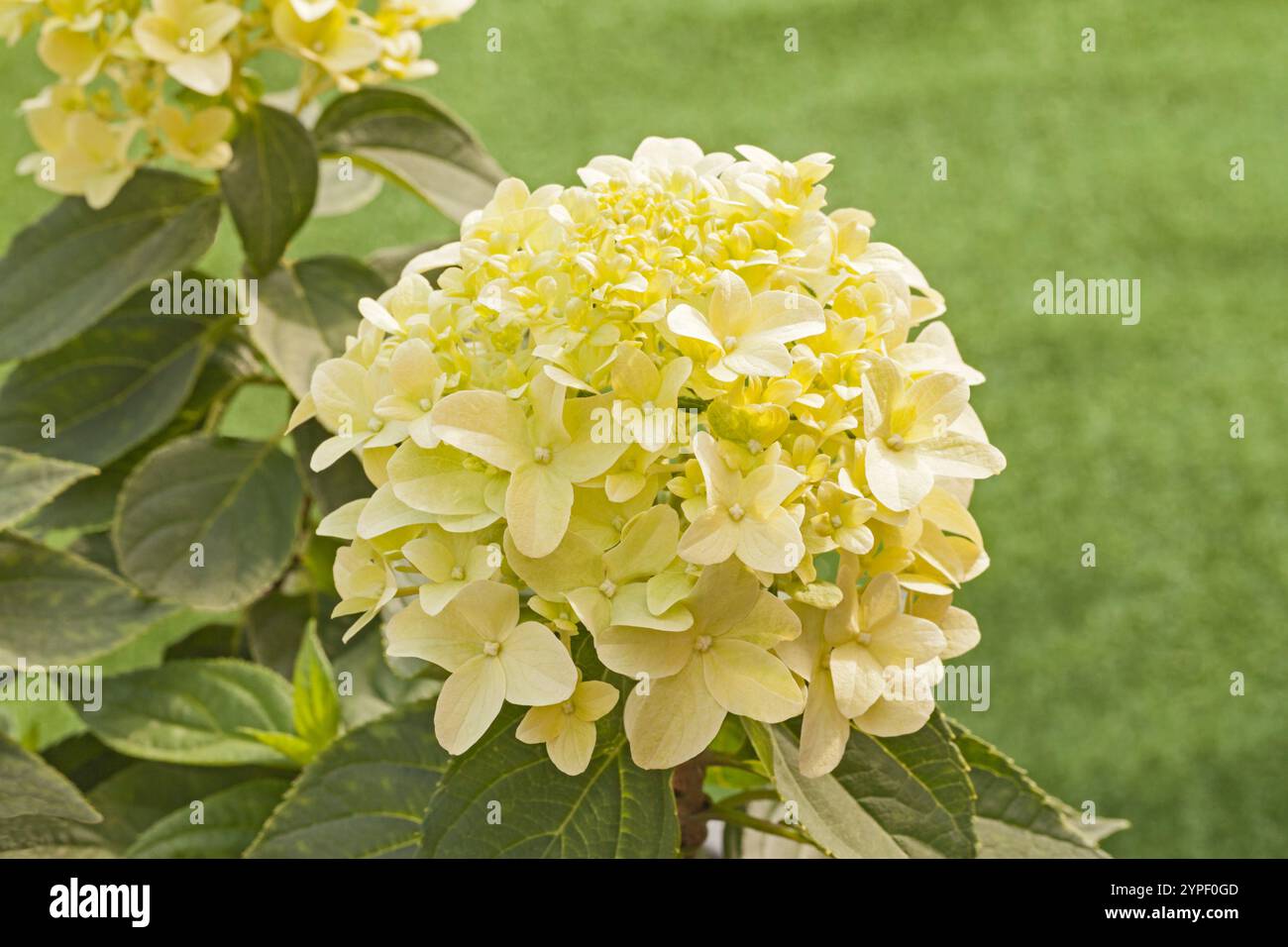 Hydrangea "Little Spooky", Dwarf Hydrangea paniculata Stock Photo - Alamy