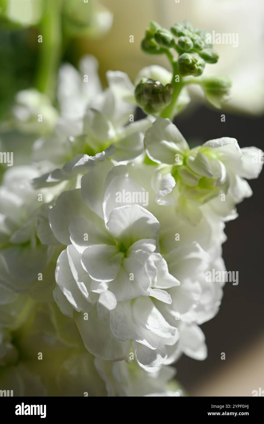 Stock flower hi-res stock photography and images - Alamy