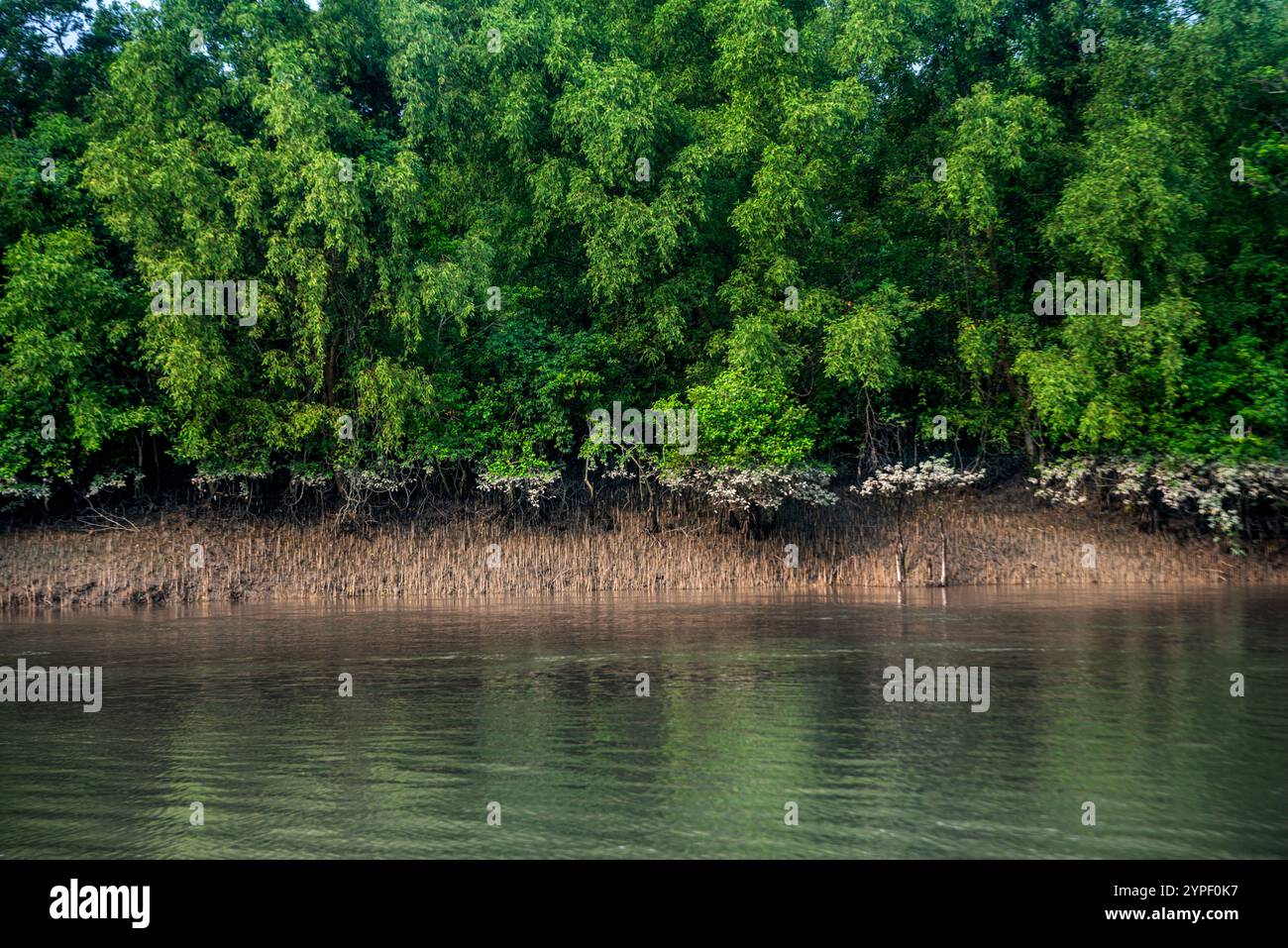 World largest mangrove forest Sundarbans, famous for the Royal Bengal ...