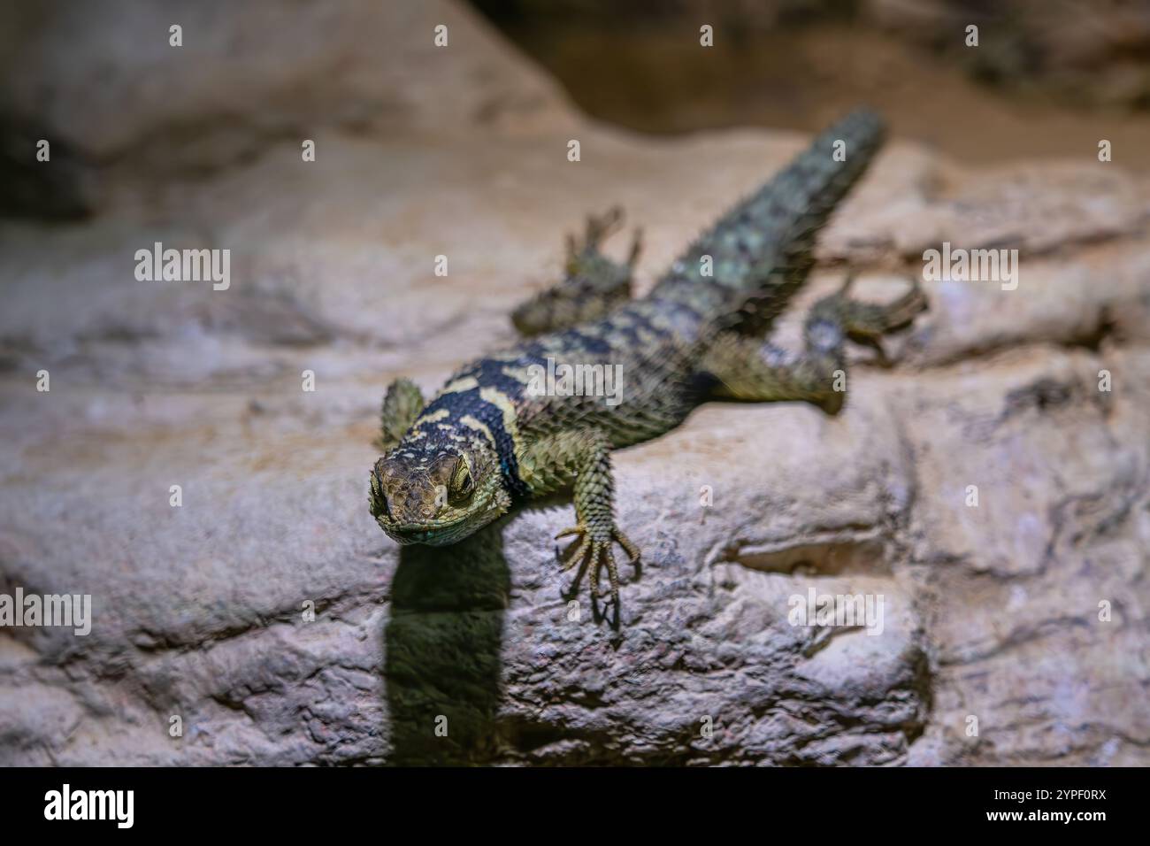Blue-spiny Lizard - Sceloporus cyanogenys, beautiful small lizard with ...