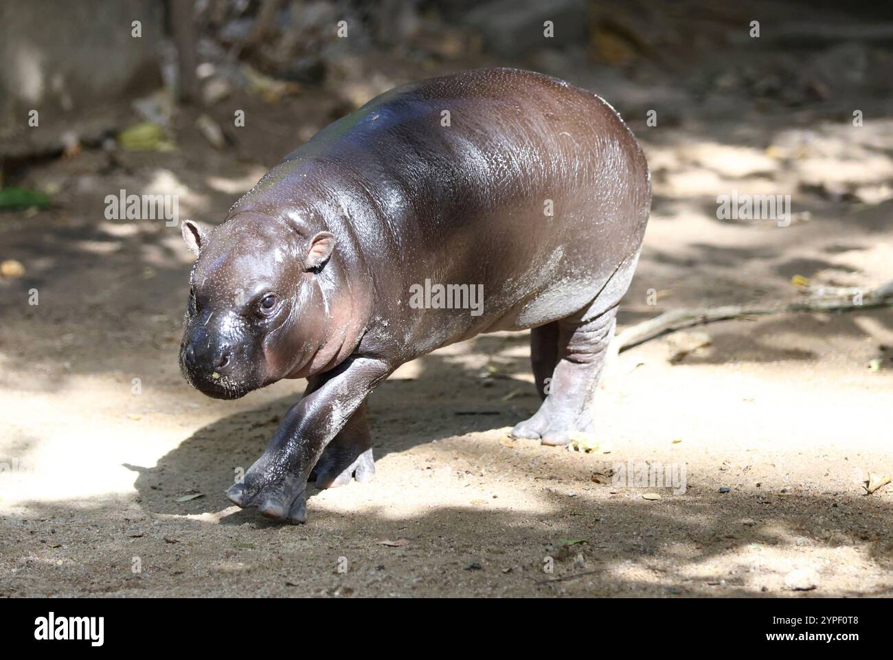 Moo Deng, a female pygmy hippopotamus born in July 2024, is pictured at ...