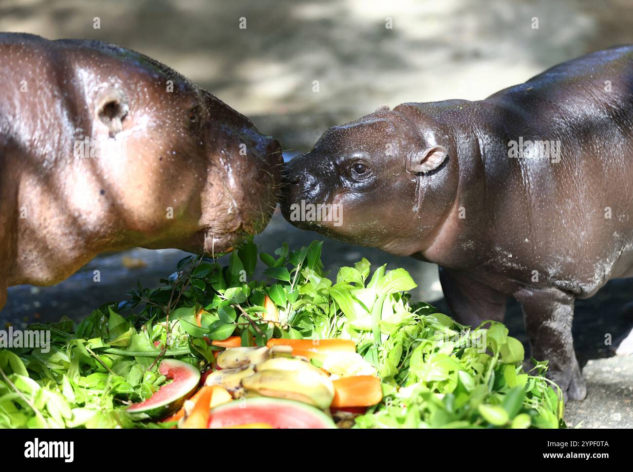 Moo Deng, a female pygmy hippopotamus born in July 2024, and her mother ...
