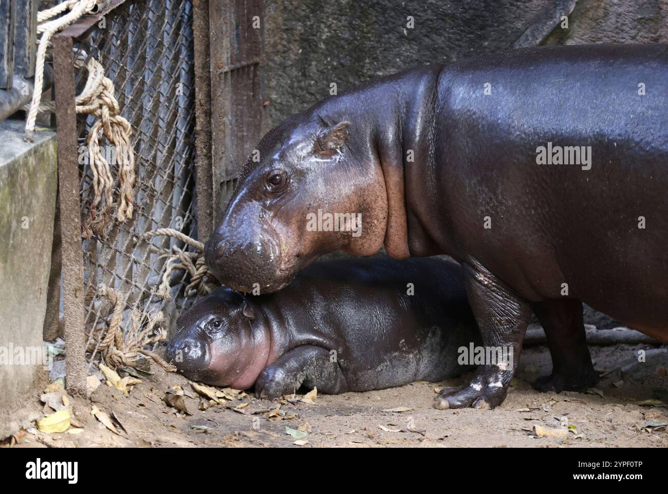 Moo Deng, a female pygmy hippopotamus born in July 2024, and her mother ...