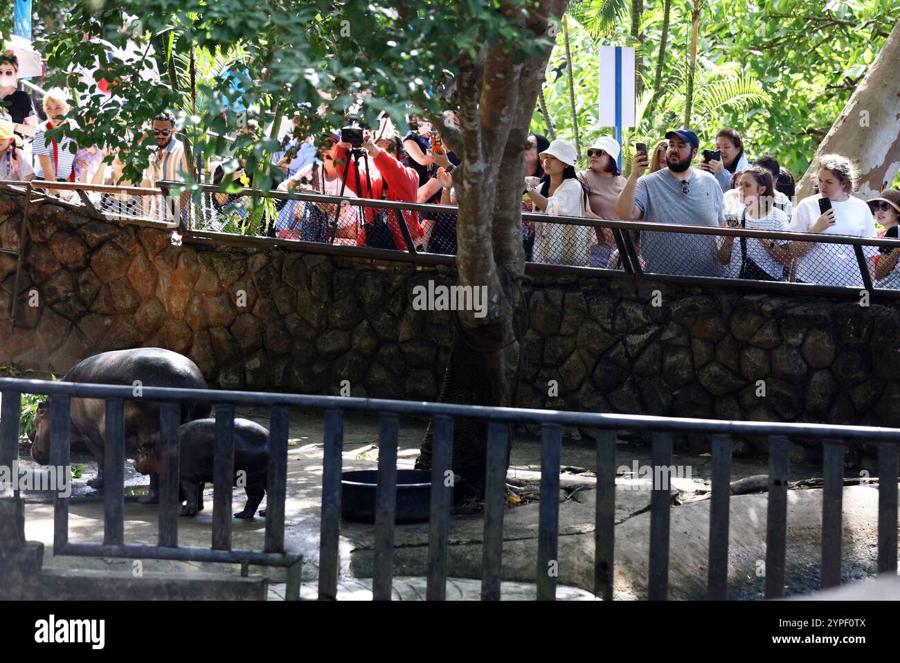 Moo Deng, a female pygmy hippopotamus born in July 2024, and her mother ...