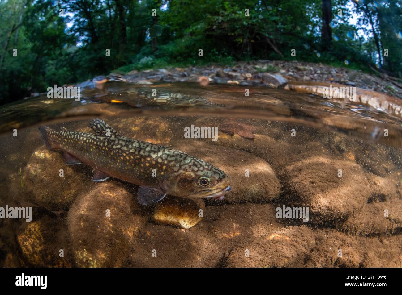 A brook trout (Salvelinus fontinalis) in the clean water of a ...