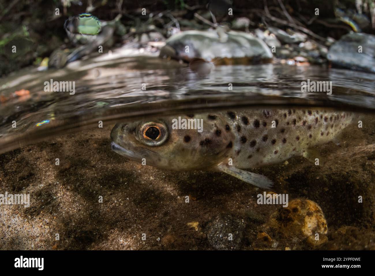 Brown trout hi-res stock photography and images - Alamy