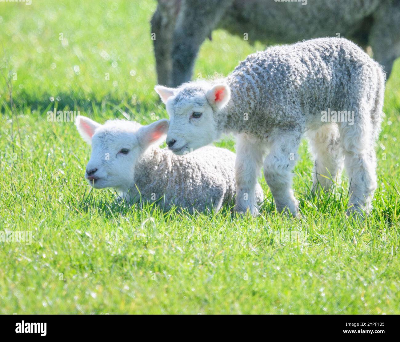 Baby lambs playing on green grass. Springtime in Auckland Stock Photo ...