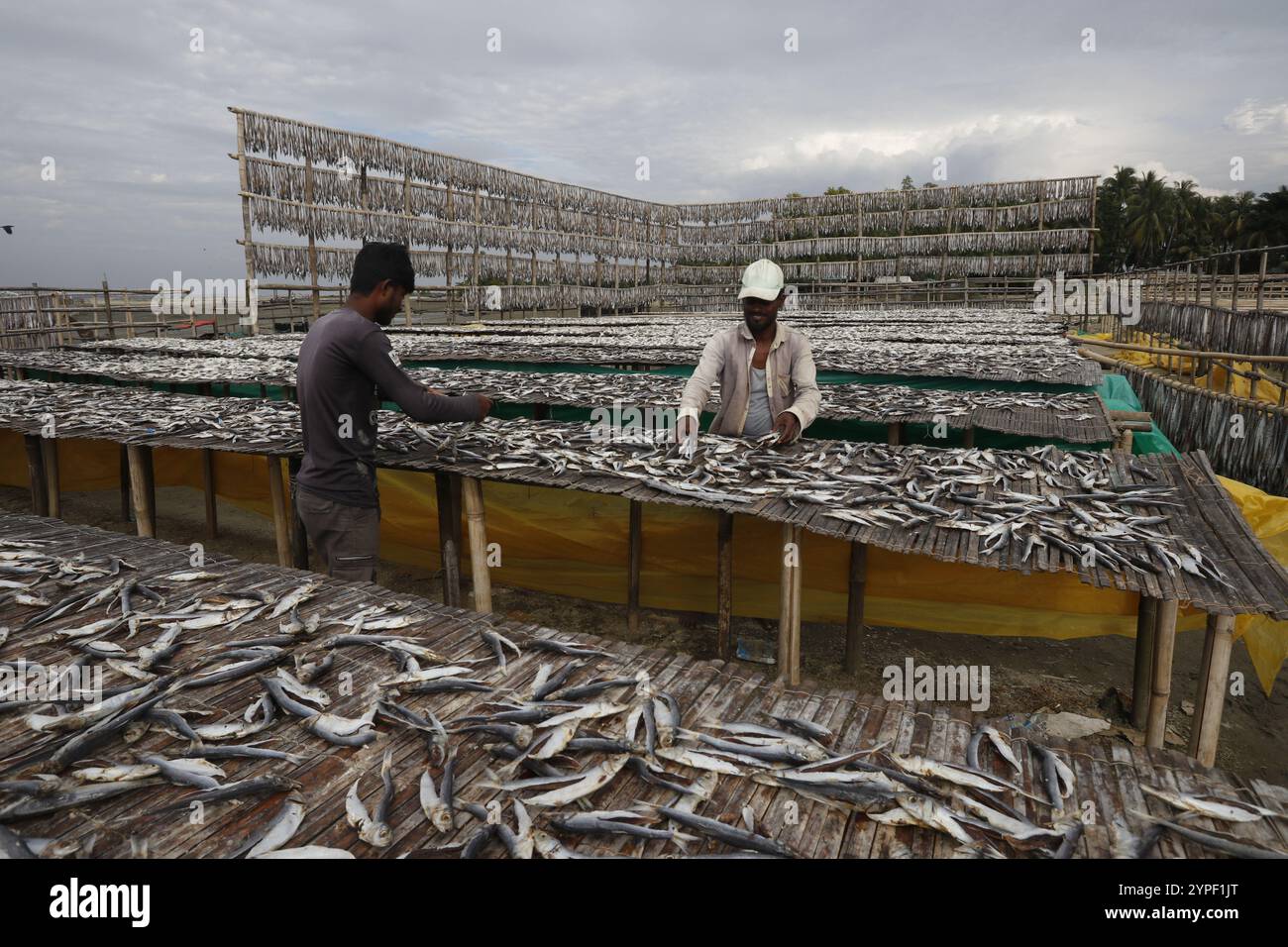 Processing fish to be dried at Nazirartek Dry Fish Plant in Cox;s Bazar ...