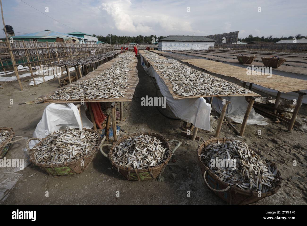 Processing fish to be dried at Nazirartek Dry Fish Plant in Cox;s Bazar ...