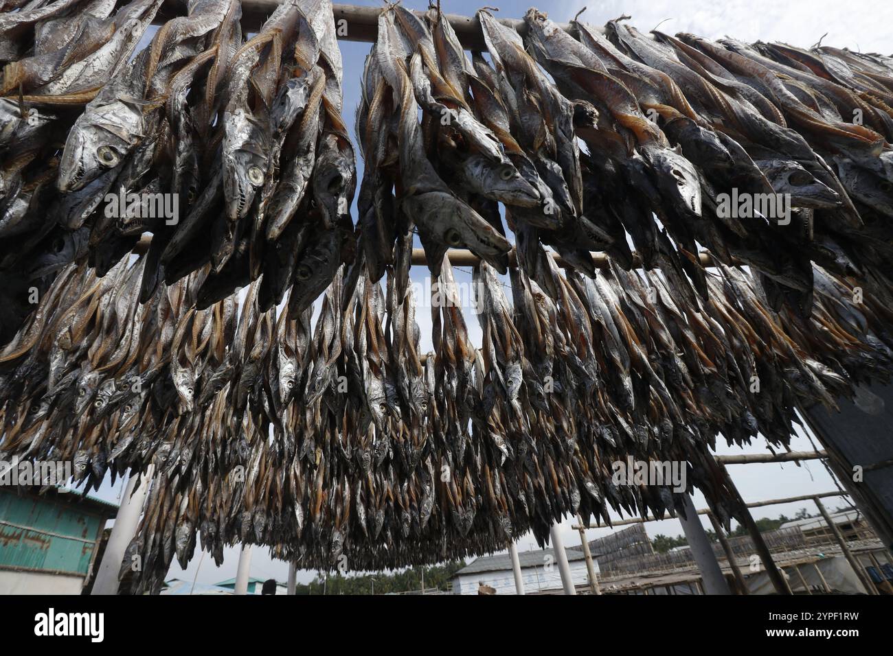 Processing fish to be dried at Nazirartek Dry Fish Plant in Cox;s Bazar ...