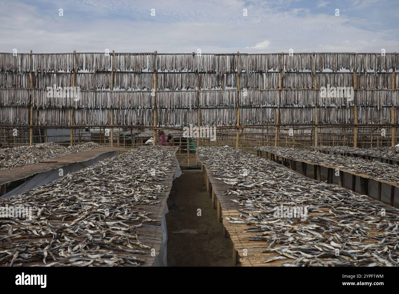 Processing fish to be dried at Nazirartek Dry Fish Plant in Cox;s Bazar ...