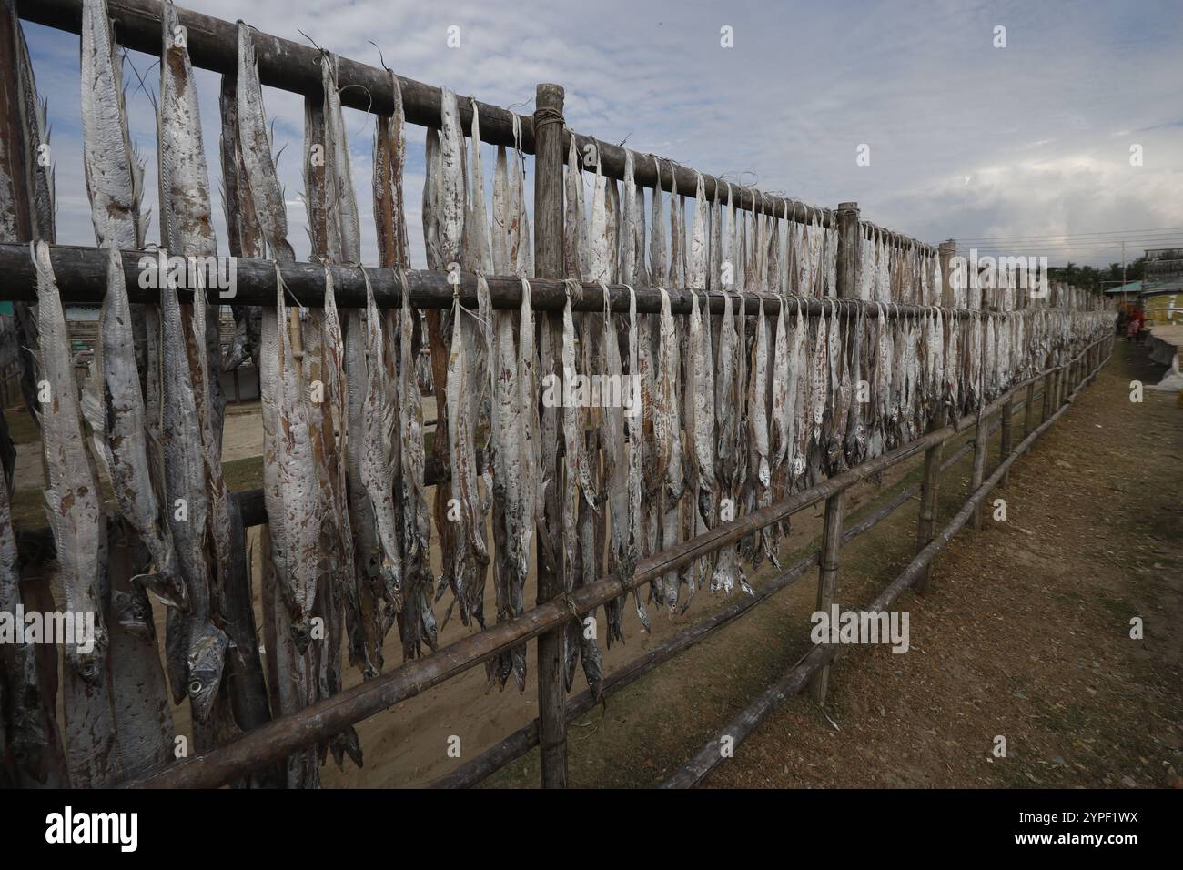Dry fish plant bangladesh hi-res stock photography and images - Alamy