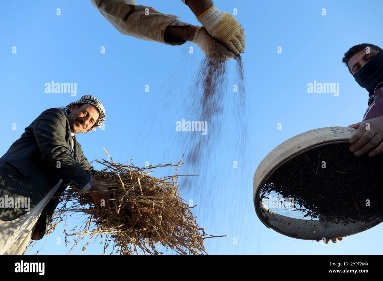 Baghdad, Iraq. 29th Nov, 2024. Iraqi farmers harvest sesame on a farm ...