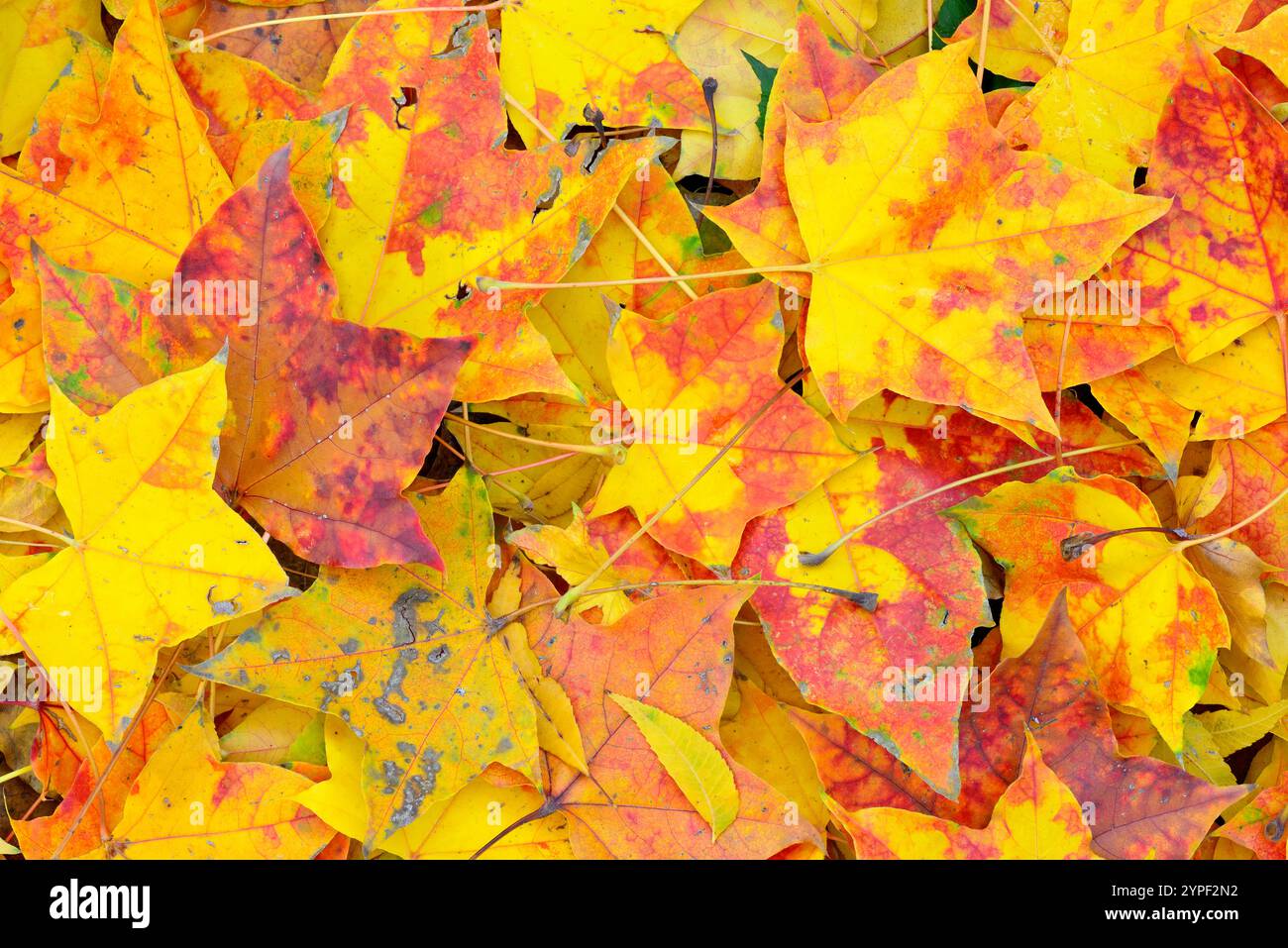 Autumn foliage details of trees and leaves changing color and falling Stock Photo - Alamy