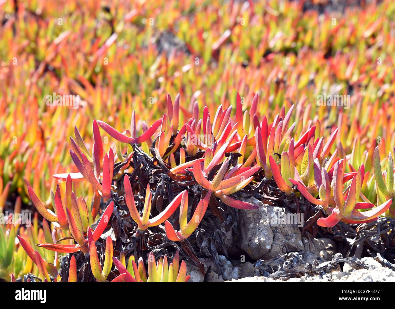 Carpobrotus edulis is a ground-creeping plant with succulent leaves ...