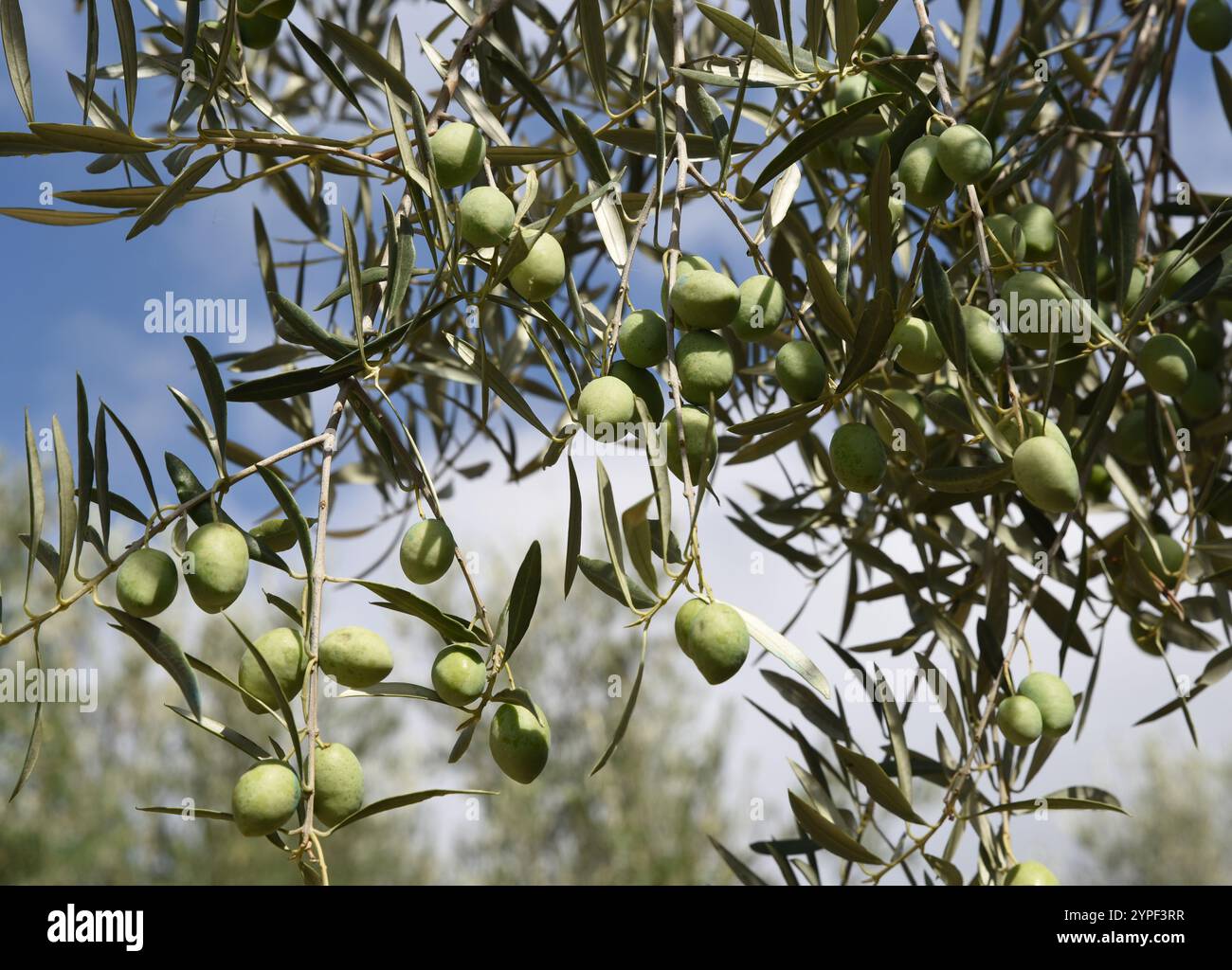 Olive oil scene hi-res stock photography and images - Alamy