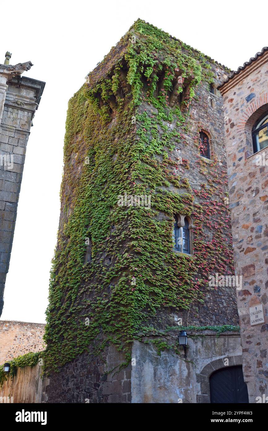 The ivy-clad Tower of the Sande in the historic city centre of Caceres ...