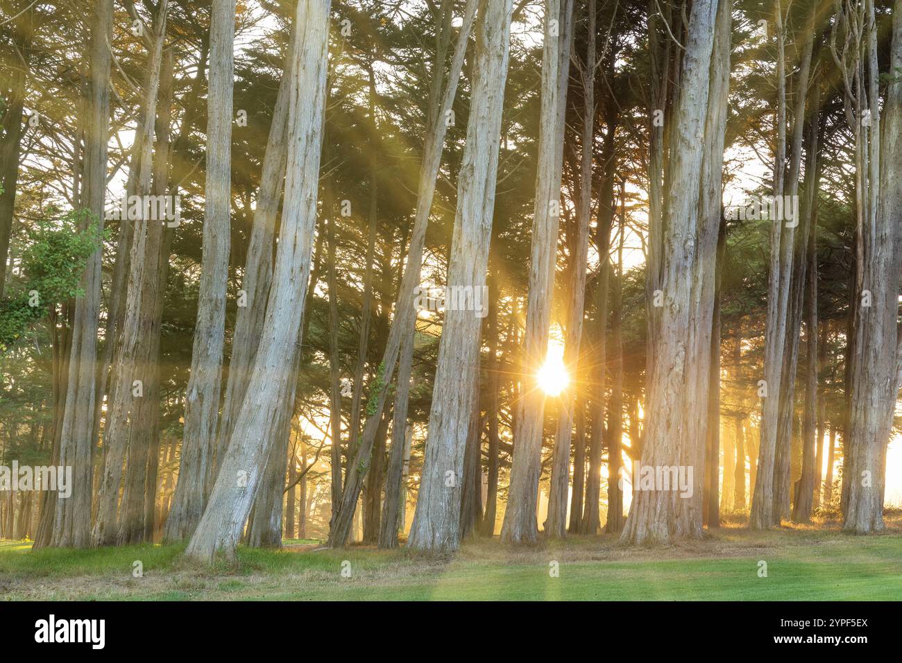 Sun Beaming Through Monterey Cypress Trees. The Presidio of San ...