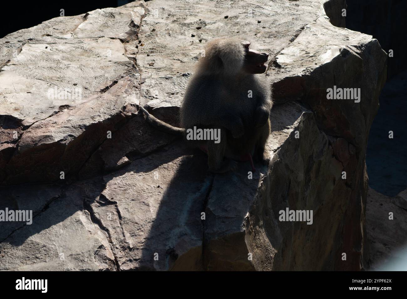 Baboon Rock Zoo Sitting - A baboon sits on a rock in a zoo enclosure ...