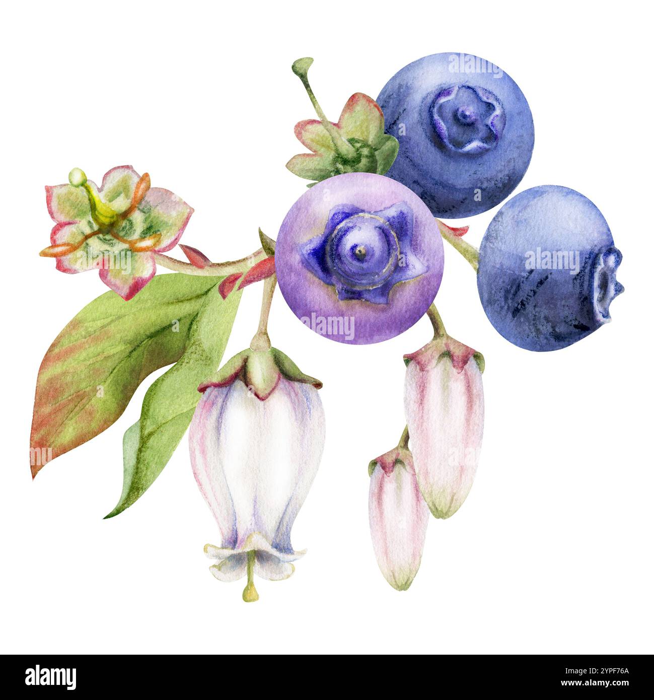 Blueberry blackberry with pink white bell flowers, ripe forest berry ...