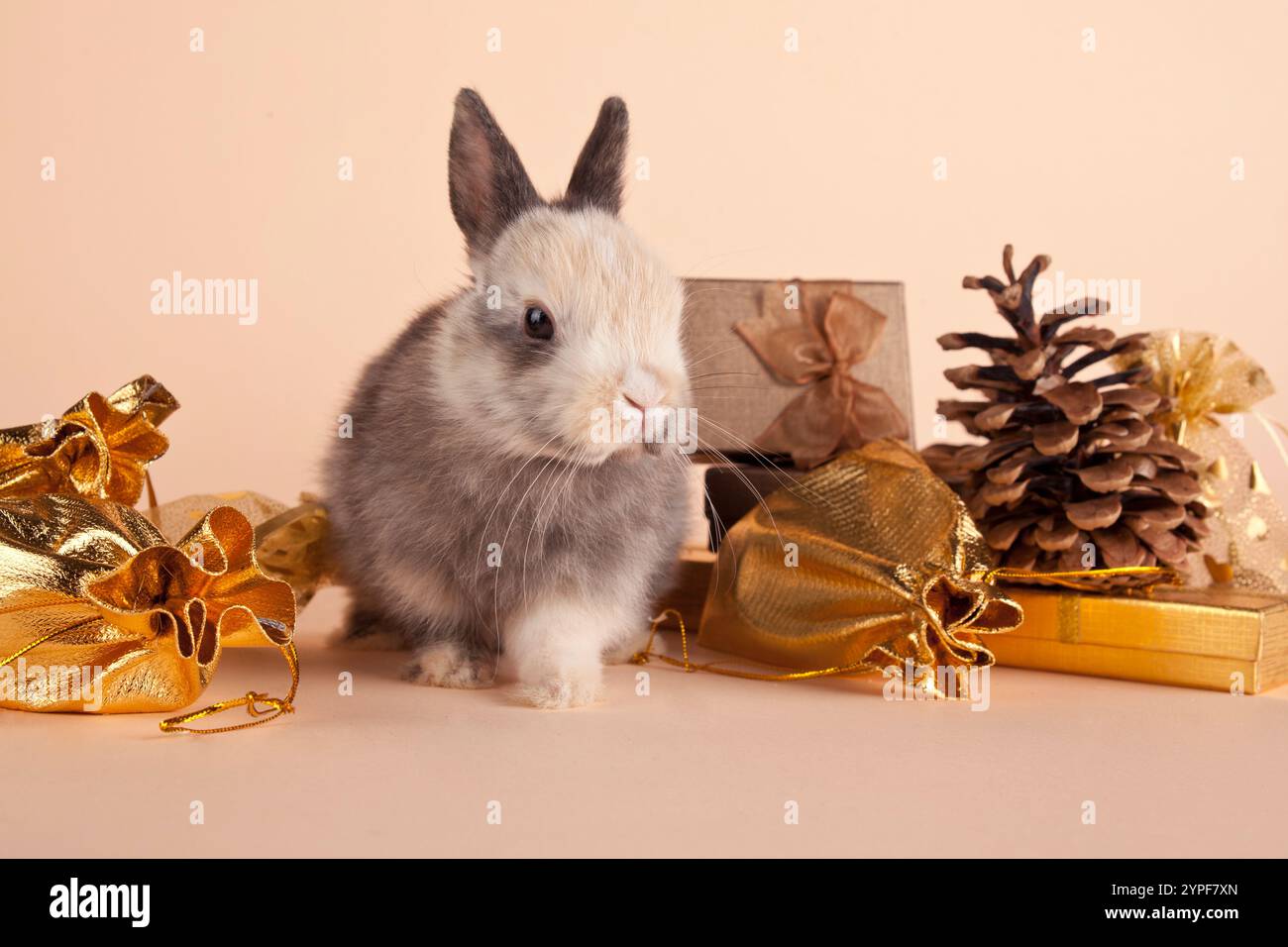 Rabbit christmas hi-res stock photography and images - Alamy
