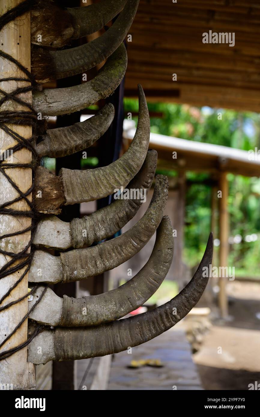 Buffalo Horns from Sacrifices Mounted as Decoration in Luba Traditional ...