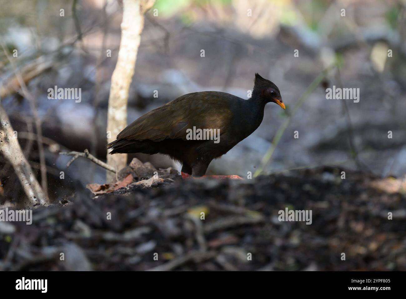 Orange-footed Scrubfowl or Megapode Building a Nest on Rinca Island in ...