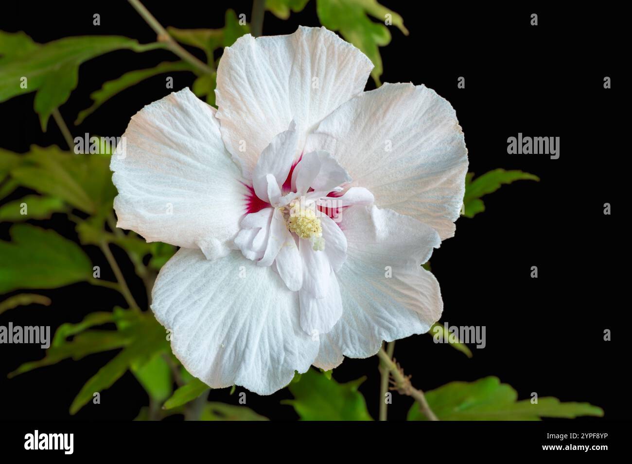 Closeup view of bright white and red double flower of hibiscus syriacus ...