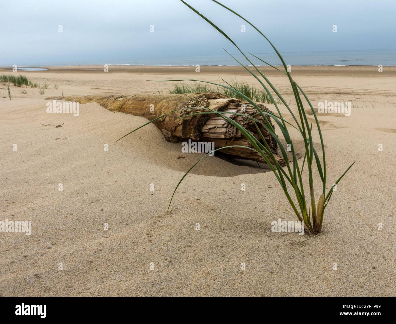 A large, weathered log lies partially buried in soft sand, surrounded ...