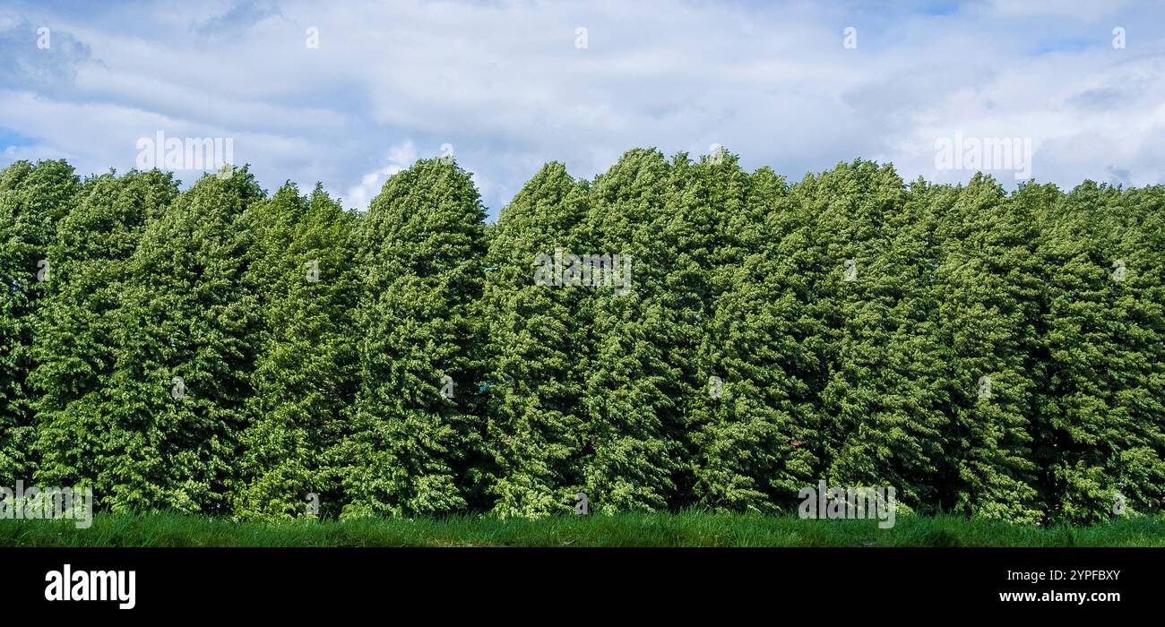 Wall of linden trees with green leaves as background Stock Photo - Alamy