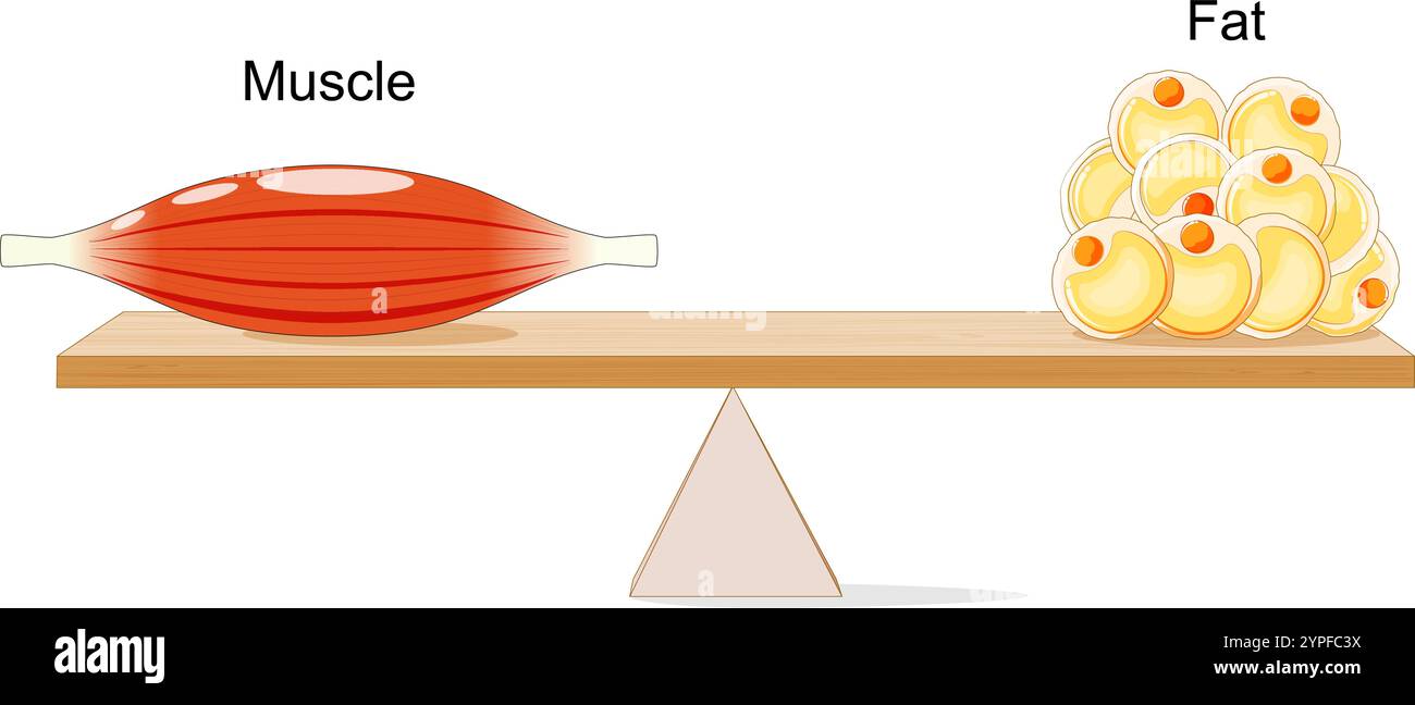 Lean mass Stock Vector Images - Alamy