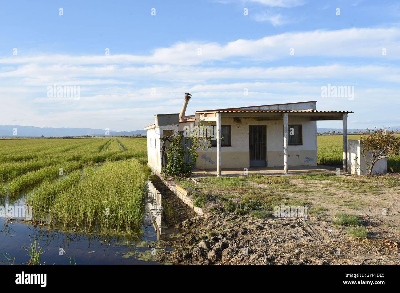 Rice fields with shed in the Ebro Delta (Spain Stock Photo - Alamy