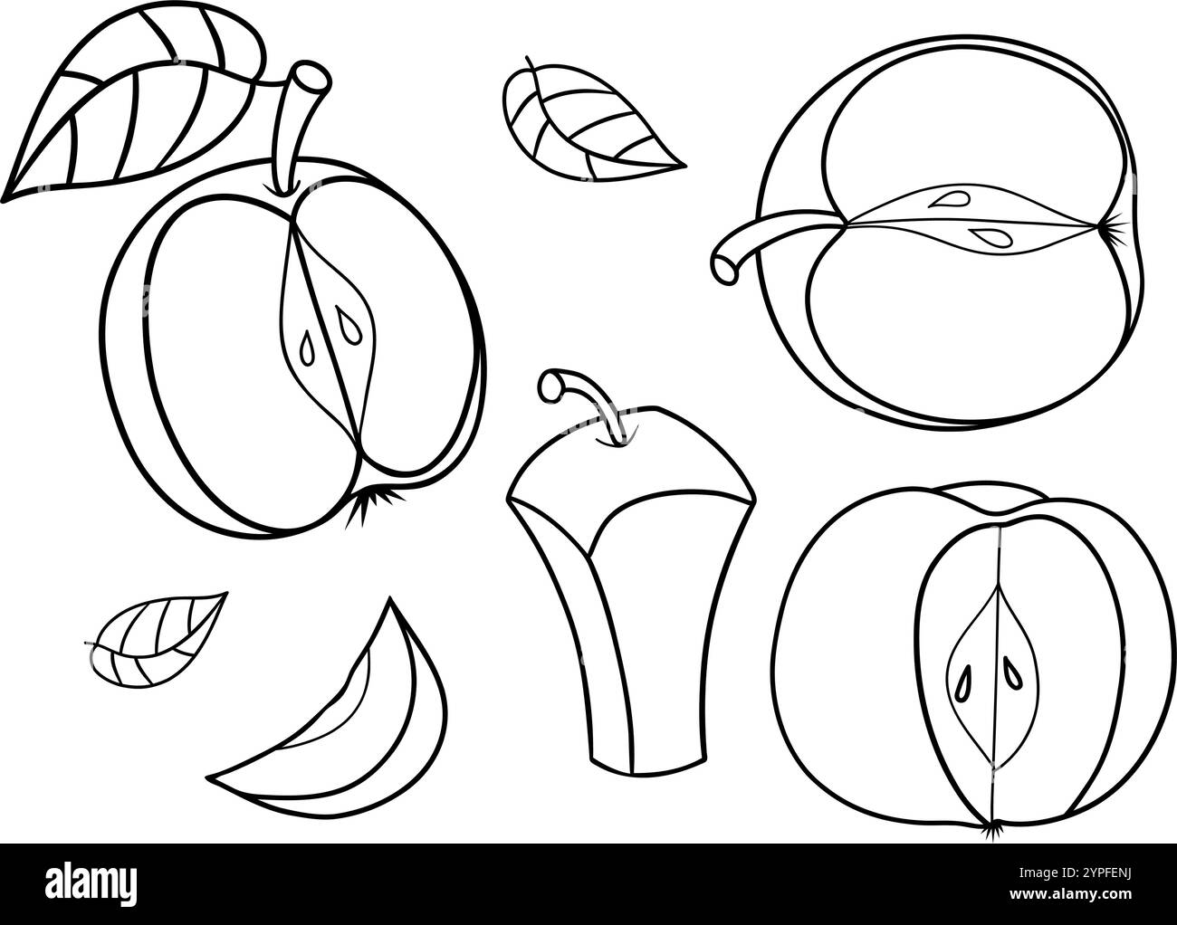 Outline Apples set. Linear hand drawings. Cut fruits, slice, half and ...