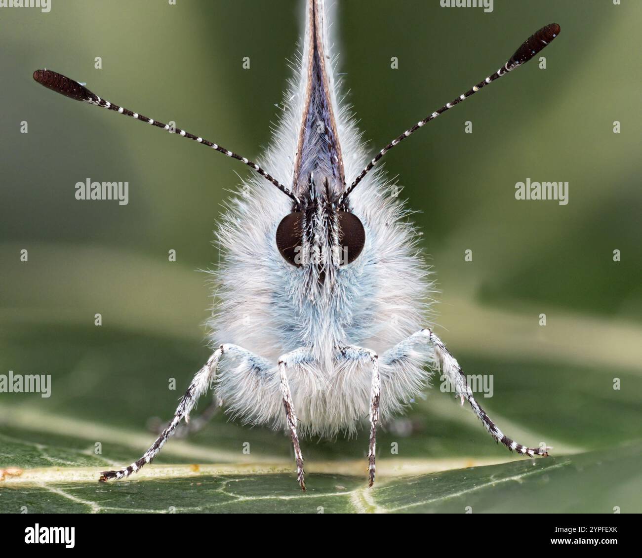 Frontal view of Holly Blue butterfly (Celastrina argiolus) perched on ...