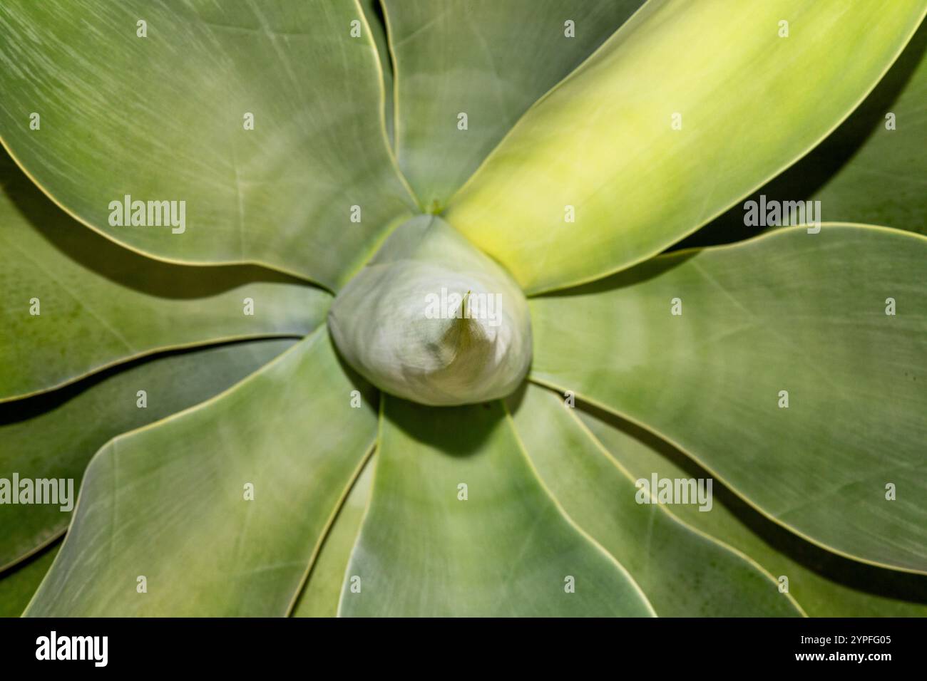Agave attenuata, also called the foxtail or lion's tail agave or the ...
