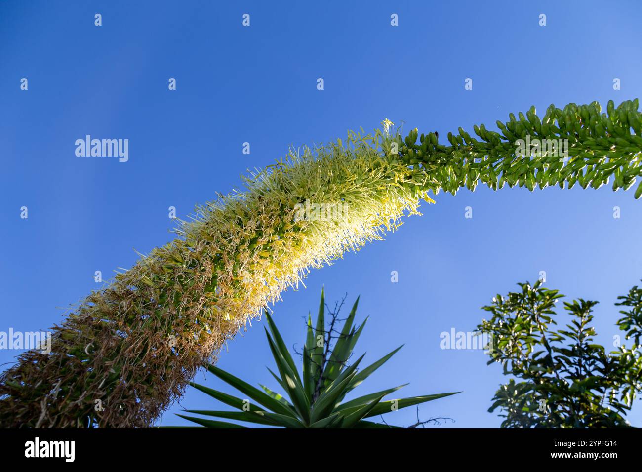 Agave attenuata, also called the foxtail or lion's tail agave or the ...