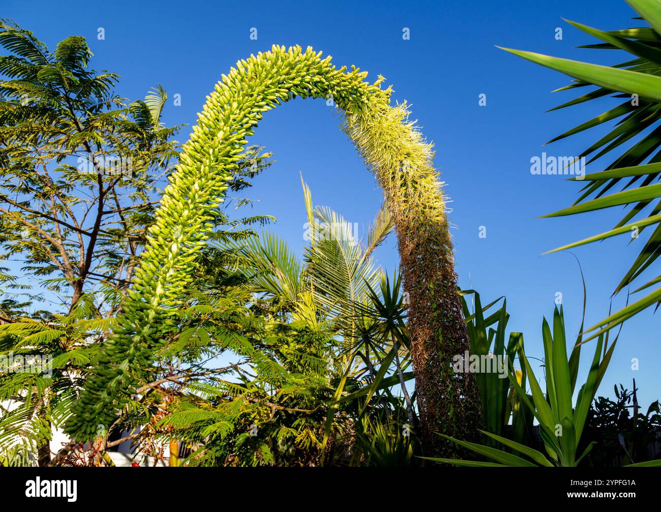 Agave attenuata, also called the foxtail or lion's tail agave or the ...