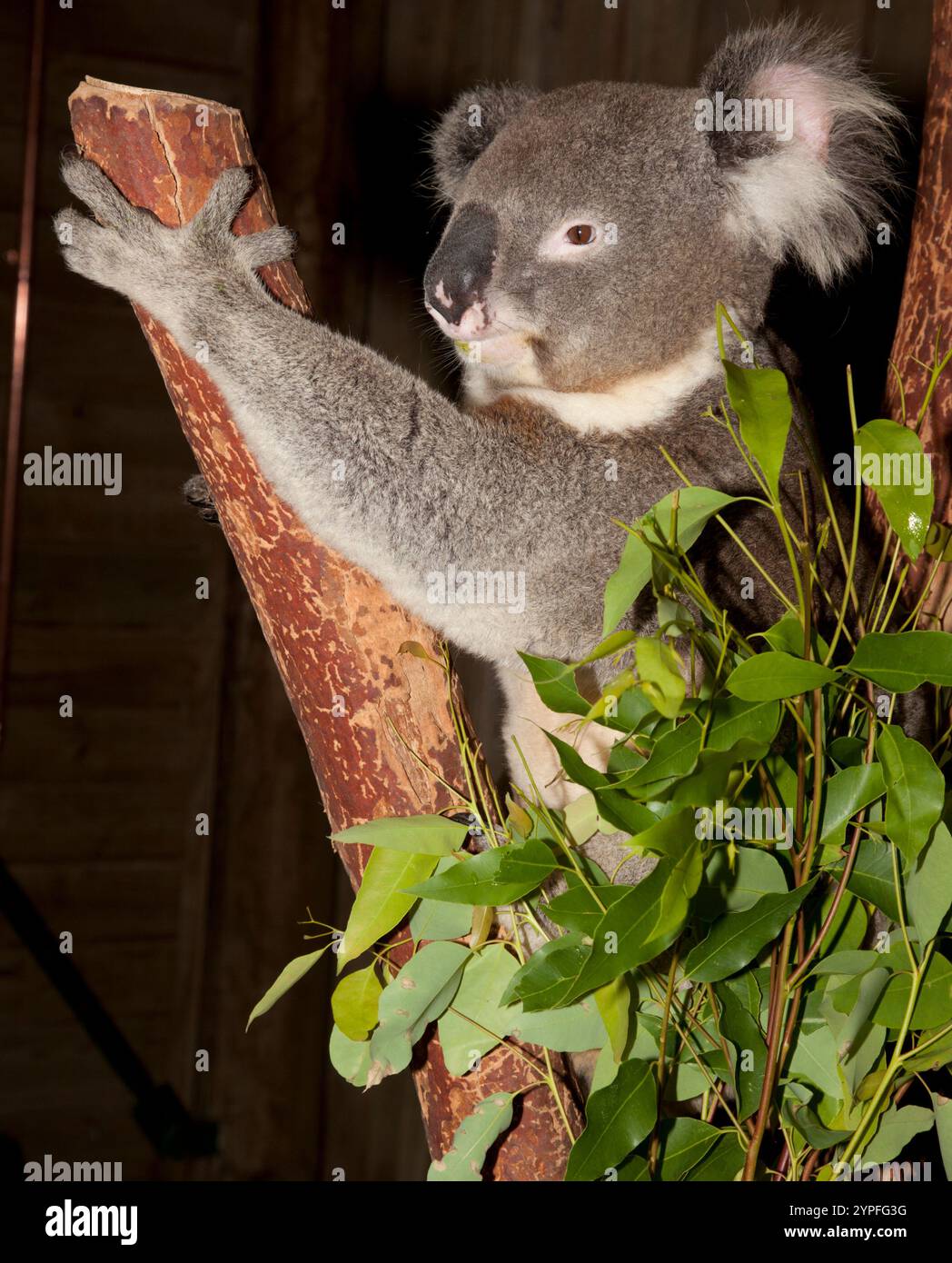 Australia koala marsupial hi-res stock photography and images - Alamy