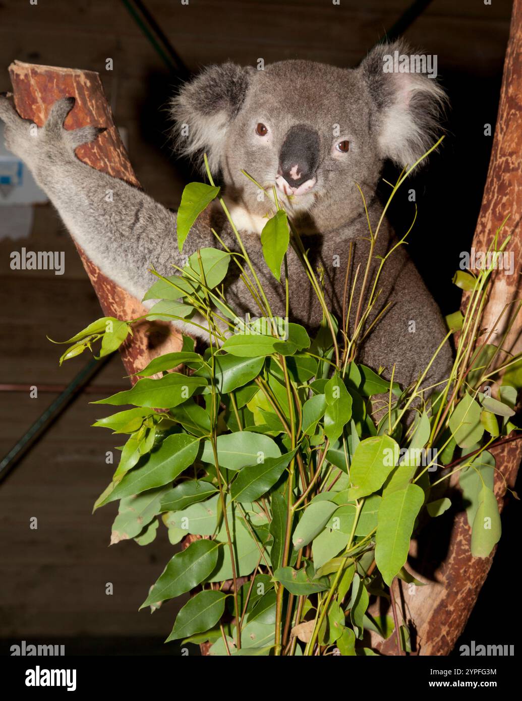 Arboreal herbivorous marsupial native to australia hi-res stock ...