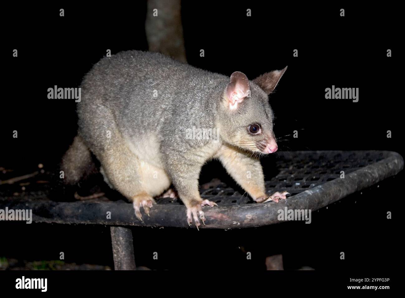 Opossum pouch hi-res stock photography and images - Alamy