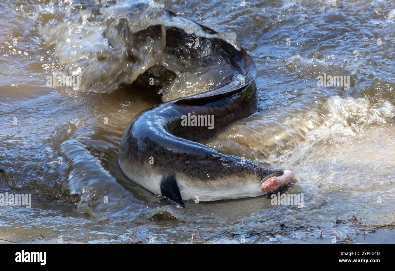 Eels are ray-finned elongated fish belonging to the order Anguilliformes .Mostly nocturnal and ...