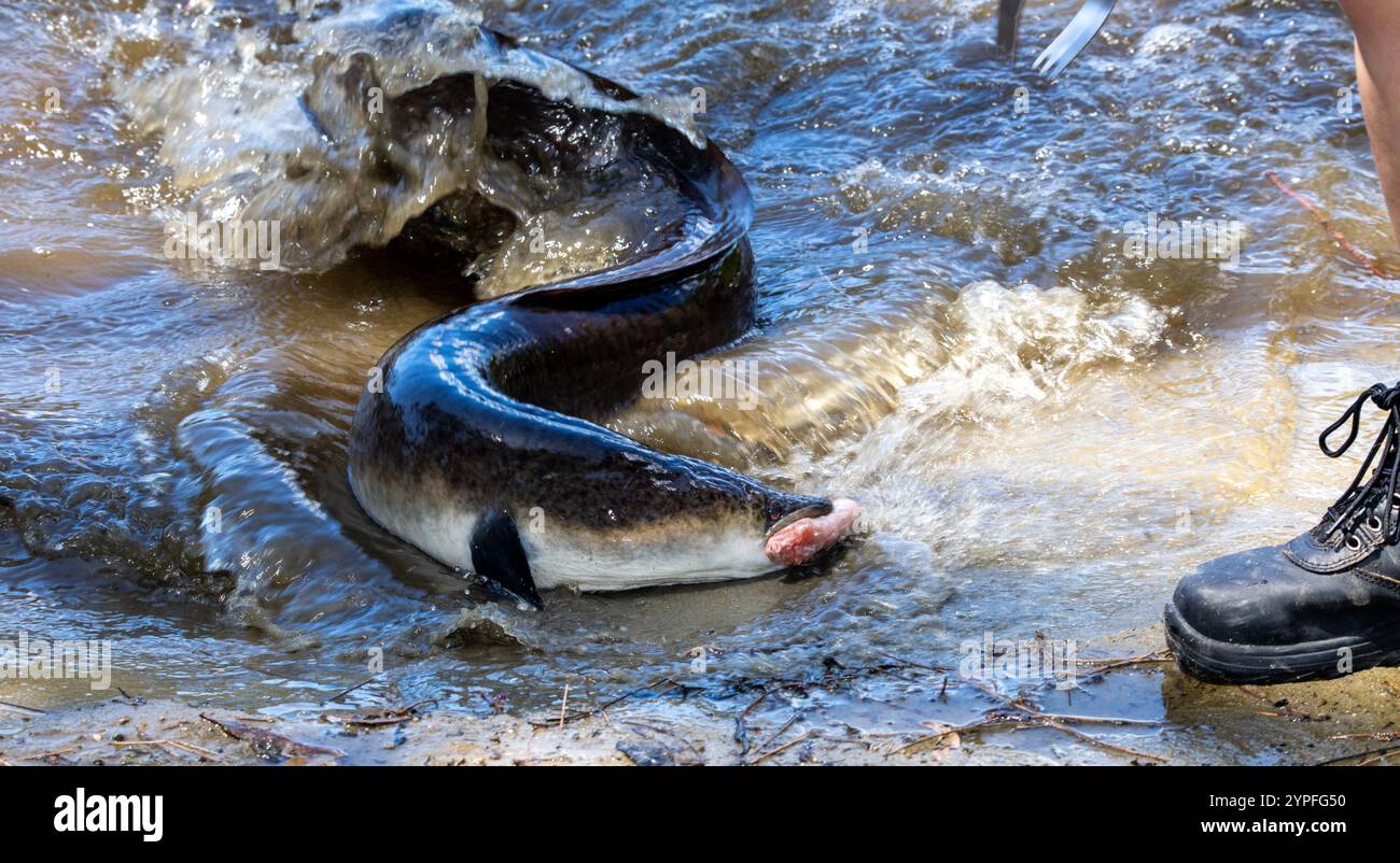 Elver asia hi-res stock photography and images - Alamy