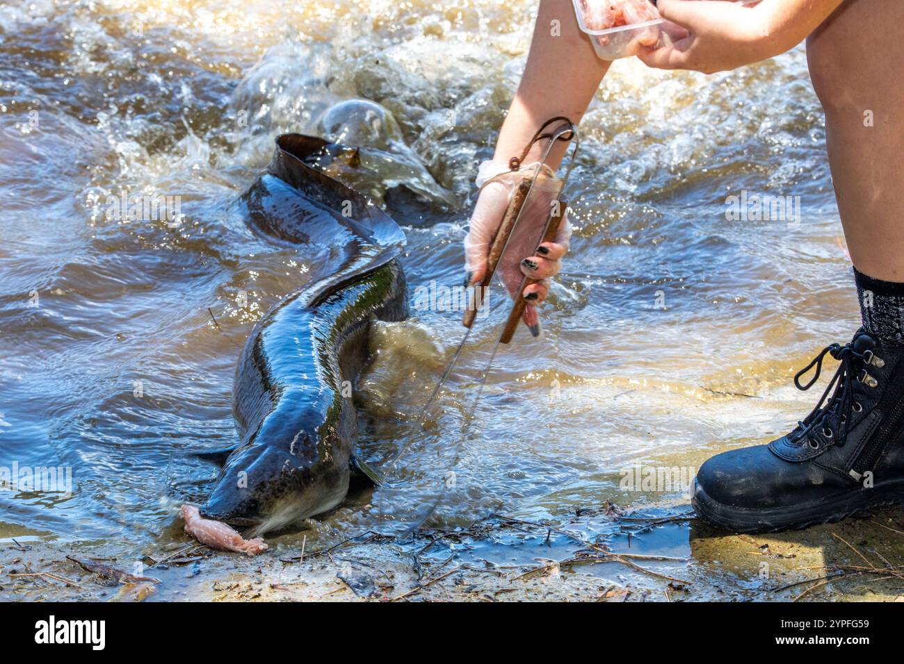 Elver asia hi-res stock photography and images - Alamy
