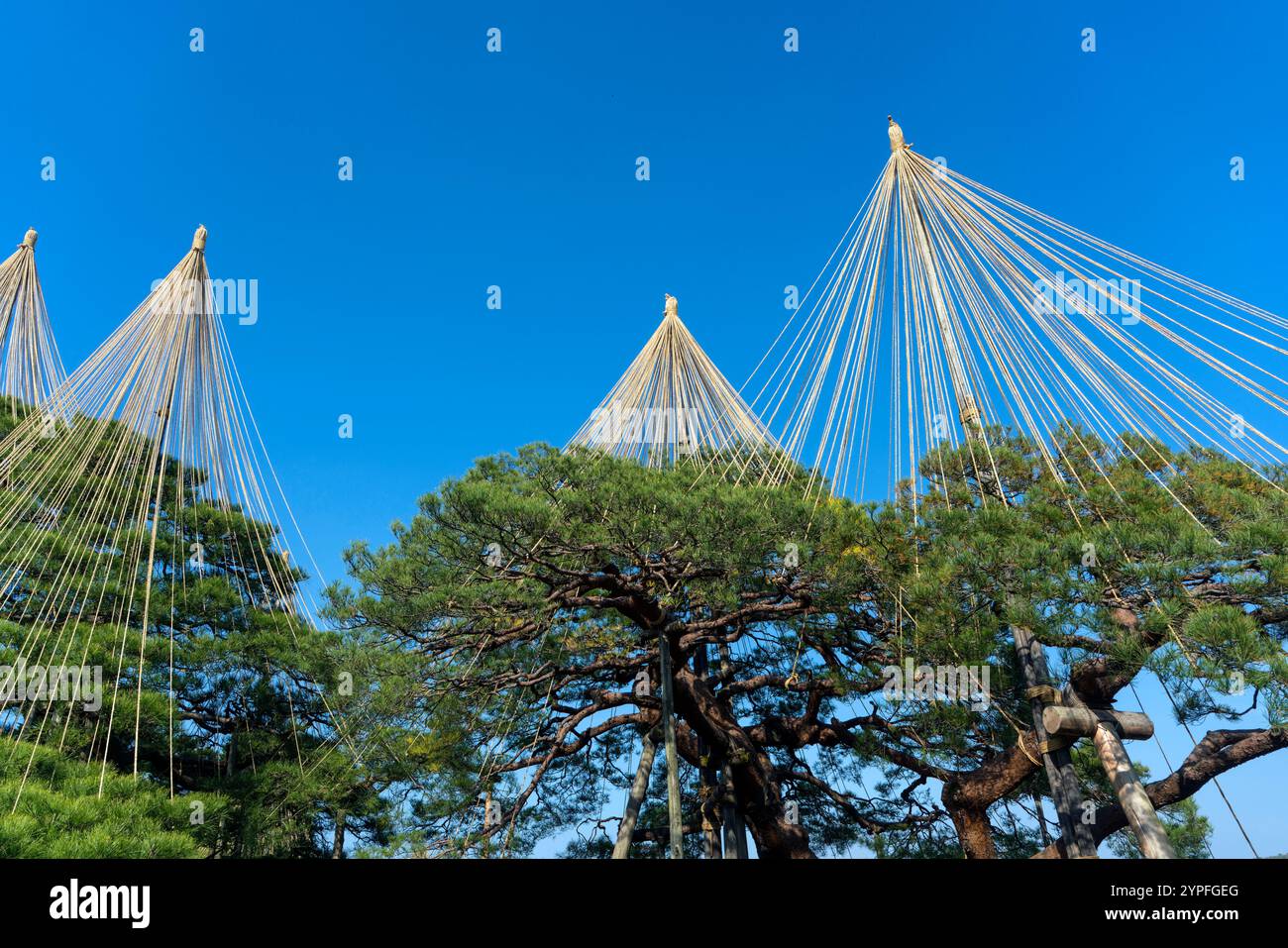 Yukitsuri ropes to protect trees from snow (Kanazawa/Japan Stock Photo ...