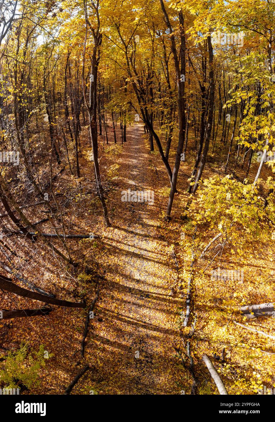 Top view golden fish hi-res stock photography and images - Alamy