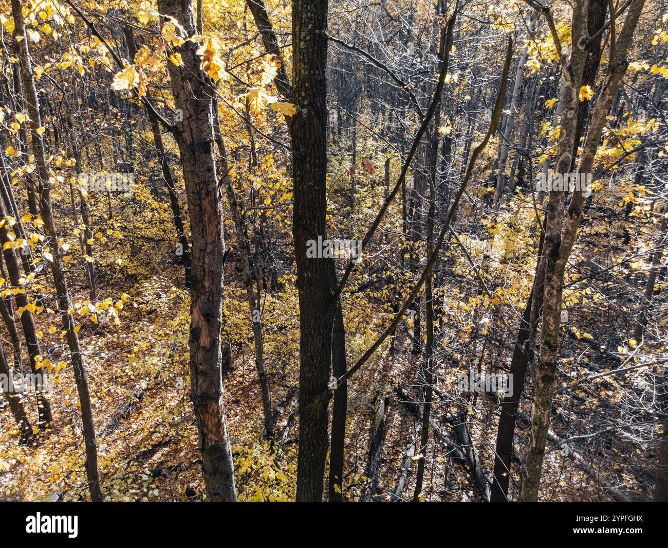 Autumn forest with tall trees and colorful leaves illuminated by ...